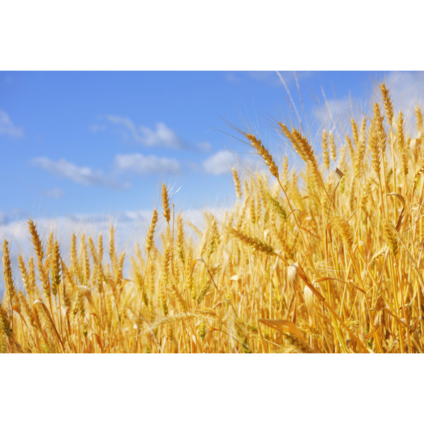 17 Stories Goldene Weizenkulturen von Ekspansio - Kunstdrucke auf Leinwand | Wayfair.de